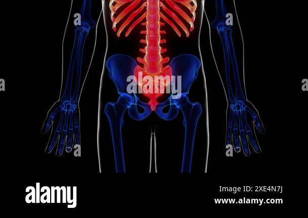 Axial skeleton anatomy Stock Videos & Footage - HD and 4K Video Clips ...