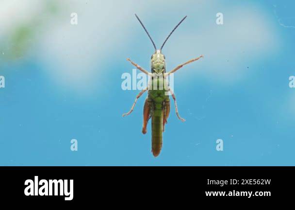 Grasshopper in sunset Stock Videos & Footage - HD and 4K Video Clips ...