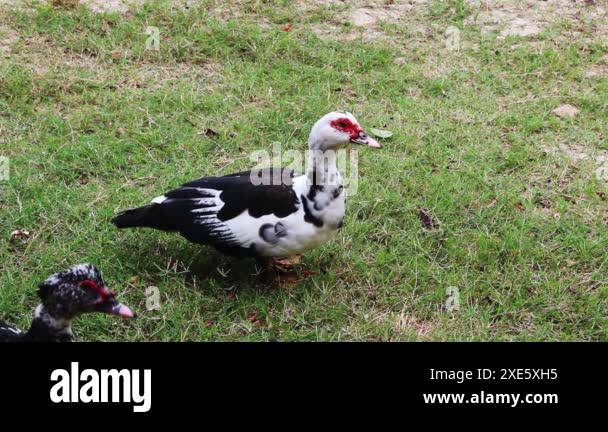 Standing duck Stock Videos & Footage - HD and 4K Video Clips - Alamy