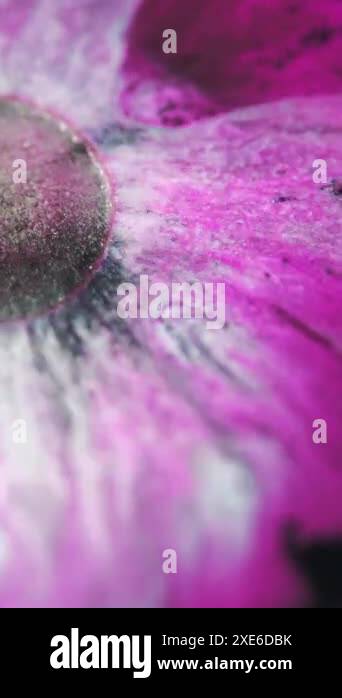 Vertical video. Paint splash. Ink drop. Defocused pink purple blue ...