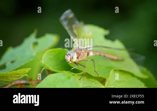 Vagrant darter Sympetrum vulgatum European dragonfly wetlands insects ...