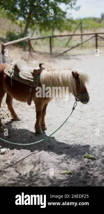 Pony under tree Stock Videos & Footage - HD and 4K Video Clips - Alamy