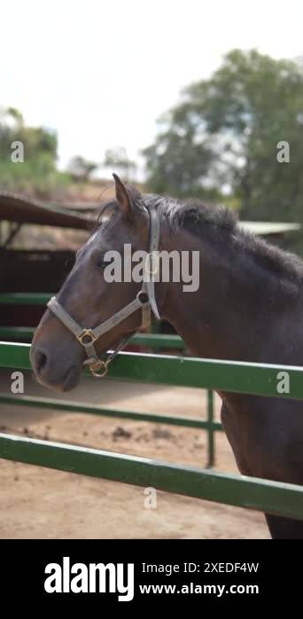 Green metal fencing Stock Videos & Footage - HD and 4K Video Clips - Alamy