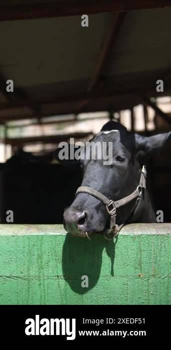 Animal housing structure Stock Videos & Footage - HD and 4K Video Clips ...