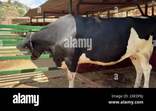 A holstein cow Stock Videos & Footage - HD and 4K Video Clips - Alamy
