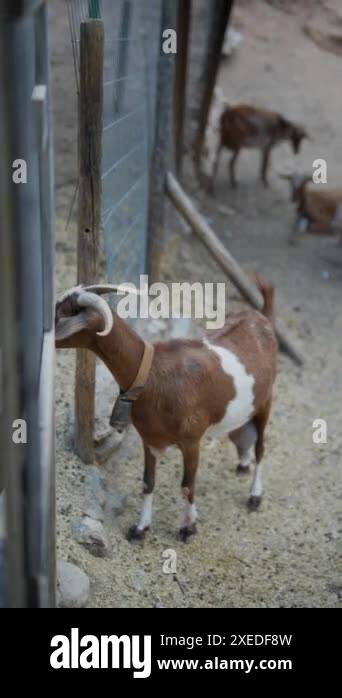 Farm enclosure zoo Stock Videos & Footage - HD and 4K Video Clips - Alamy