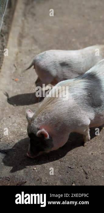 Miniature pigs Stock Videos & Footage - HD and 4K Video Clips - Alamy
