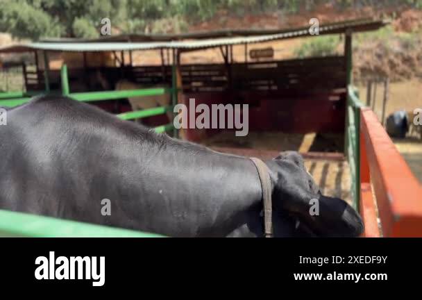 Close up bull cattle Stock Videos & Footage - HD and 4K Video Clips - Alamy