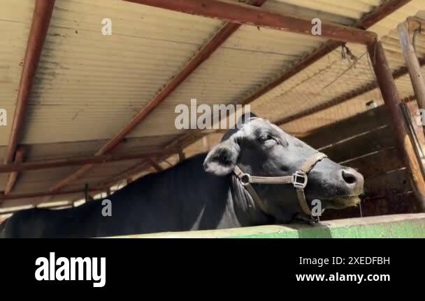 Cow structure Stock Videos & Footage - HD and 4K Video Clips - Alamy