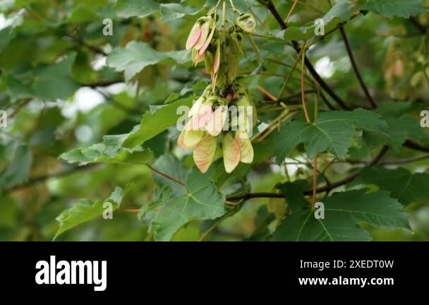 Acer pseudoplatanus tree Stock Videos & Footage - HD and 4K Video Clips ...