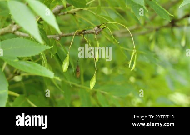Narrow leaf ash Stock Videos & Footage - HD and 4K Video Clips - Alamy