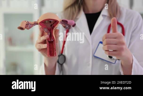Gynecologist shows model of uterus to explain anatomy. Qualified doctor ...