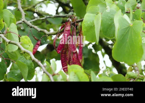 Hanging seed pods Stock Videos & Footage - HD and 4K Video Clips - Alamy