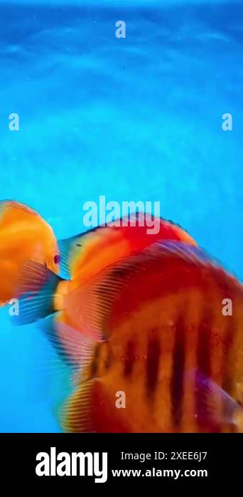 4K Pompadour This clip features brightly colored discus fish swimming ...