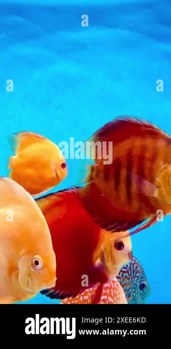 4K Pompadour This clip features brightly colored discus fish swimming ...