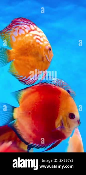 4K Pompadour This clip features brightly colored discus fish swimming ...