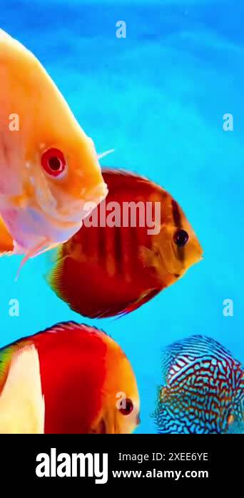 4K Pompadour This clip features brightly colored discus fish swimming ...