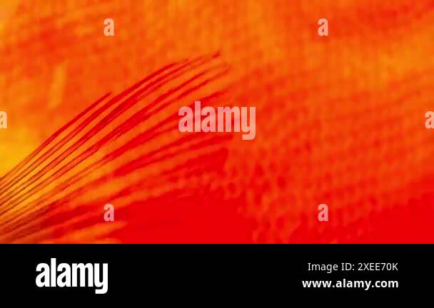 4K Pompadour This clip features brightly colored discus fish swimming ...