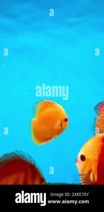 4K Pompadour This clip features brightly colored discus fish swimming ...