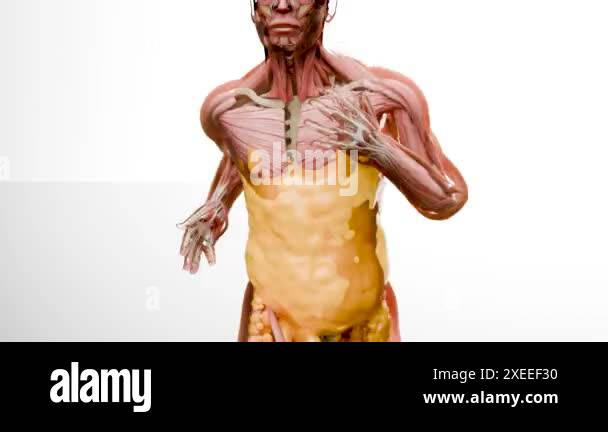 Weight loss Comparison. man body transformation. running jogging for ...