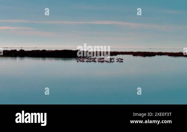 Biodiversity of the nature reserve Stock Videos & Footage - HD and 4K ...