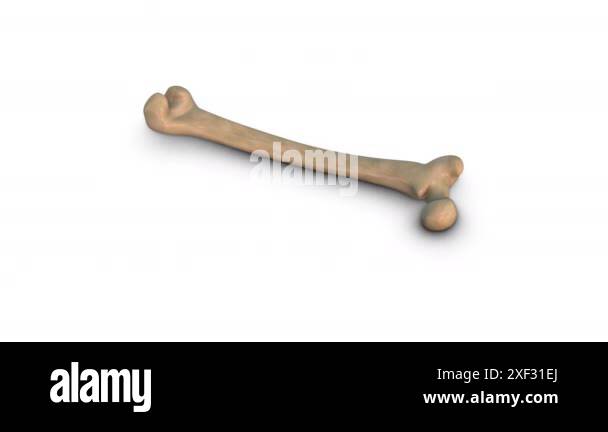 Femur bone human Stock Videos & Footage - HD and 4K Video Clips - Alamy