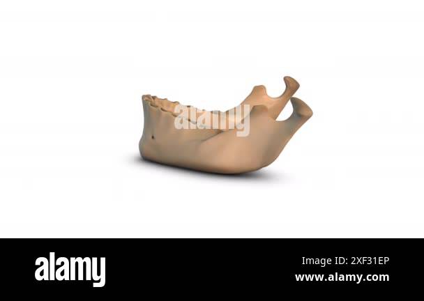 Human jaw bone Stock Videos & Footage - HD and 4K Video Clips - Alamy