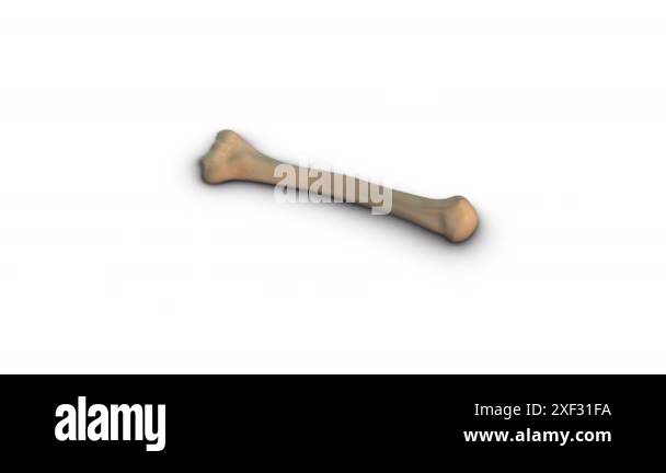 Shaft of humerus Stock Videos & Footage - HD and 4K Video Clips - Alamy
