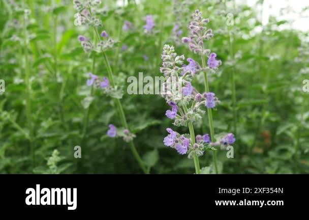 Nepeta faassenii, flowering plant catmint and Faassens catnip. Parent ...