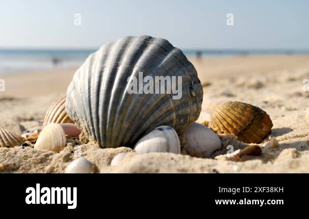 Sea shells on the beach Stock Videos & Footage - HD and 4K Video Clips ...