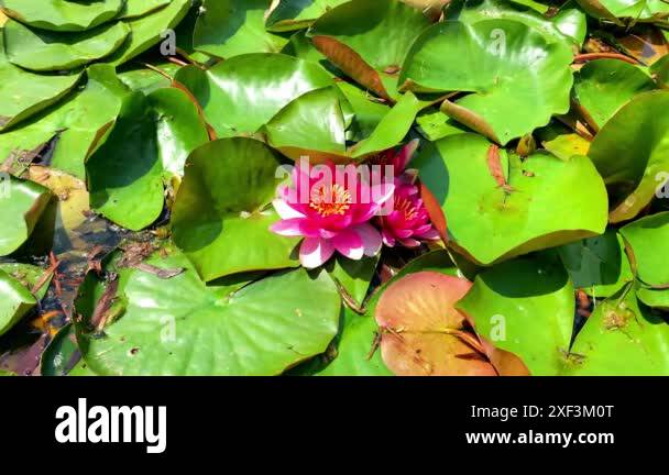 Water lily landscape Stock Videos & Footage - HD and 4K Video Clips - Alamy