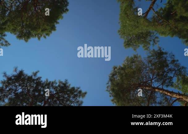 Pine tree sky view Stock Videos & Footage - HD and 4K Video Clips - Alamy
