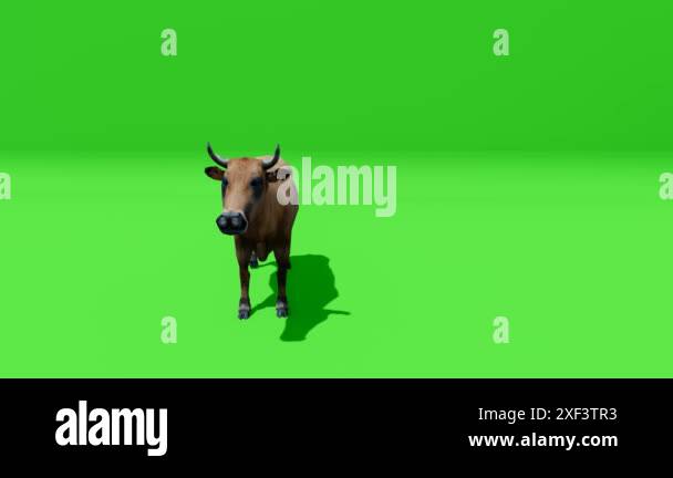 Cow green screen Stock Videos & Footage - HD and 4K Video Clips - Alamy