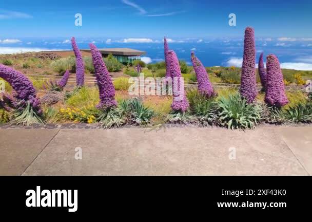 Endemic insects Stock Videos & Footage - HD and 4K Video Clips - Alamy