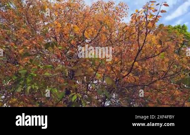 Red new leaves on the branches of deciduous tree in asian subtropical ...
