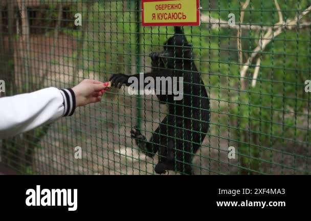 Zoo animal warning sign Stock Videos & Footage - HD and 4K Video Clips ...