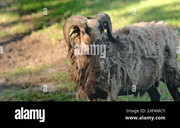 Ram ewe animal livestock farm field Stock Videos & Footage - HD and 4K ...