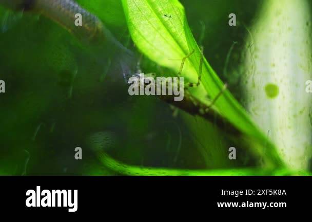 common bluetail nymph attack tail fin of juvenile Endler guppy fish ...