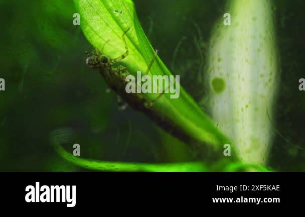 blue-tailed damselfly nymph attack Endler guppy fish, freshwater insect ...