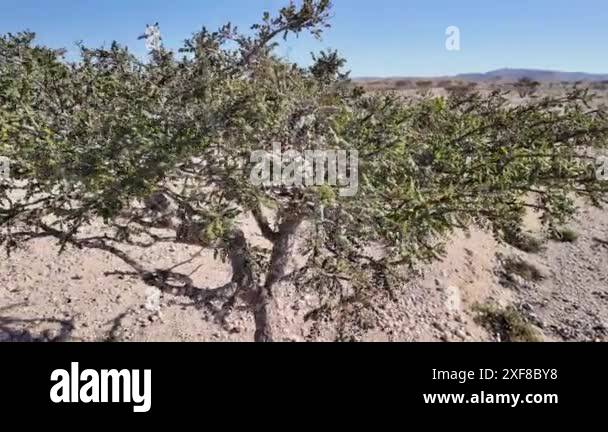 Omani frankincense Stock Videos & Footage - HD and 4K Video Clips - Alamy