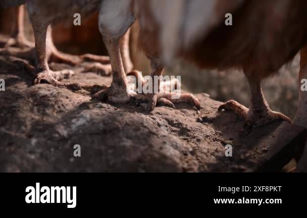 Chicken poultry farming feet Stock Videos & Footage - HD and 4K Video ...