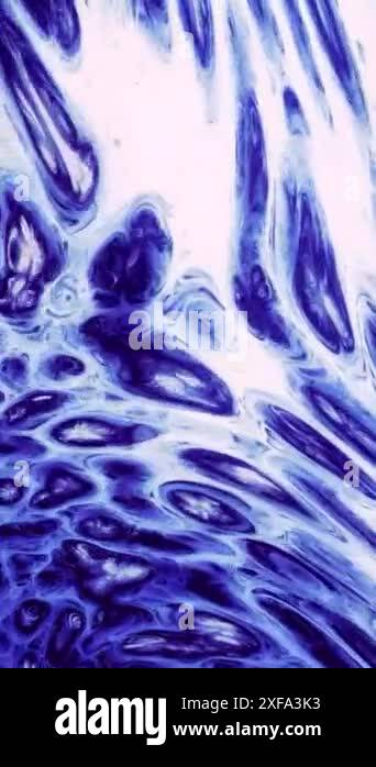 Abstract water paint diffusion with liquid soap, seamless loop. Motion ...