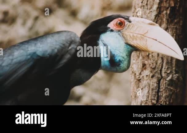 Beautiful beak Stock Videos & Footage - HD and 4K Video Clips - Alamy