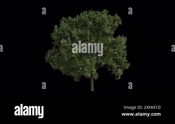 Horse chestnut Tree blowing in the wind. Wind blows the Tree. Animated ...