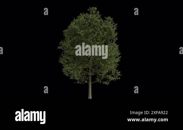 Beech Tree blowing in the wind. Wind blows the Tree. Animated Tree ...