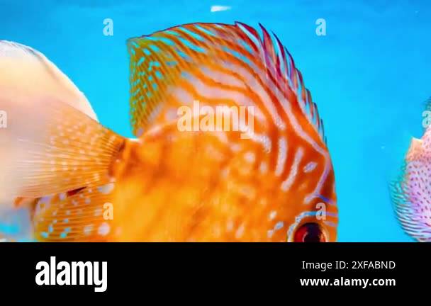 4K Pompadour This clip features brightly colored discus fish swimming ...