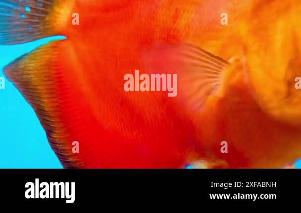 4K Pompadour This clip features brightly colored discus fish swimming ...