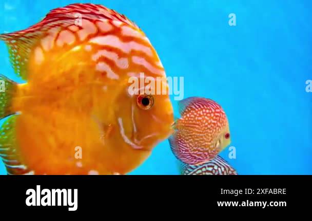 4K Pompadour This clip features brightly colored discus fish swimming ...