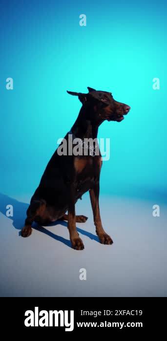 Doberman natural Stock Videos & Footage - HD and 4K Video Clips - Alamy