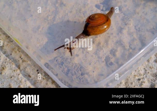 Wildlife photography crawling animals Stock Videos & Footage - HD and ...